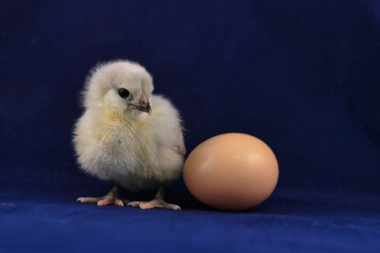 Brooding Chickens [2025 Guide]