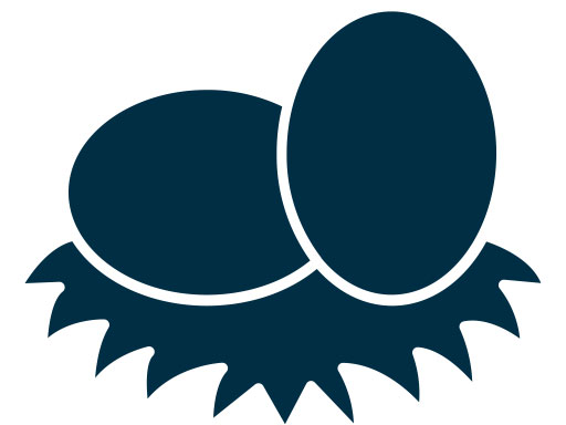 Brooding Chickens [2025 Guide]